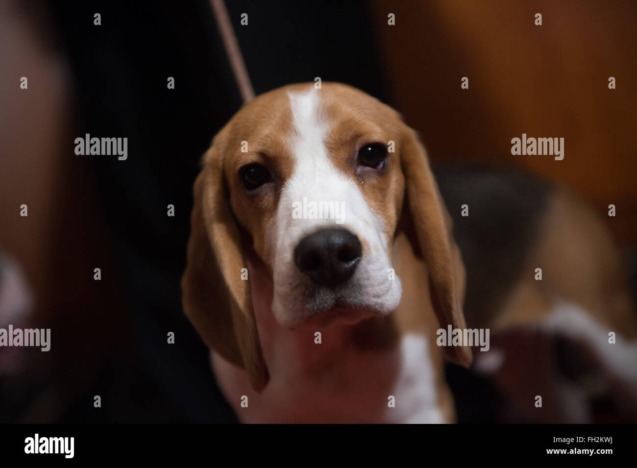 New York, NY, USA. 22nd Feb, 2016. Fifth most popular breed, a beagle ...