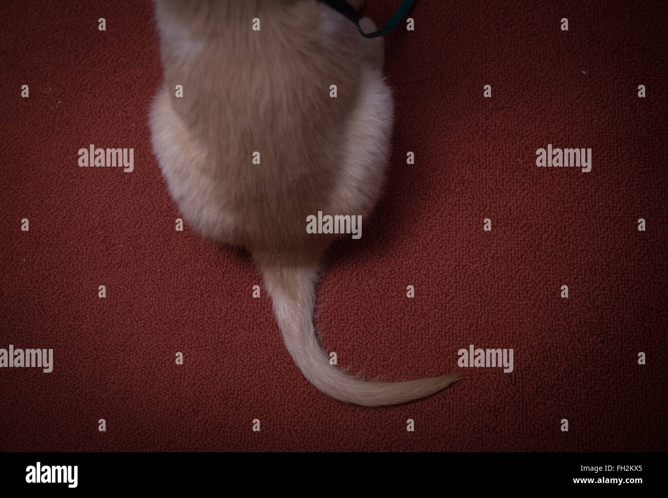 New York, NY, USA. 22nd Feb, 2016. Third most popular breed a golden ...