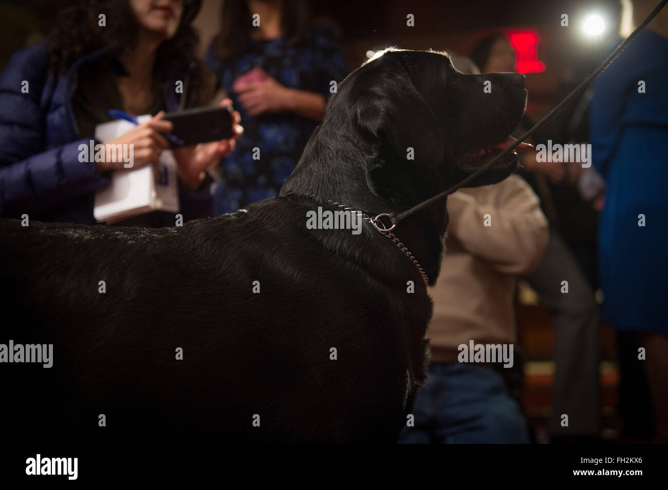 New York, NY, USA. 22nd Feb, 2016. First most popular breed, a labrador ...