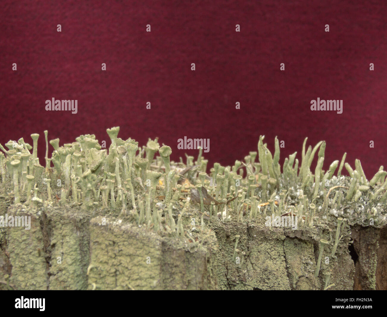 Cladonia sp. lichen on a stump on red back Stock Photo - Alamy