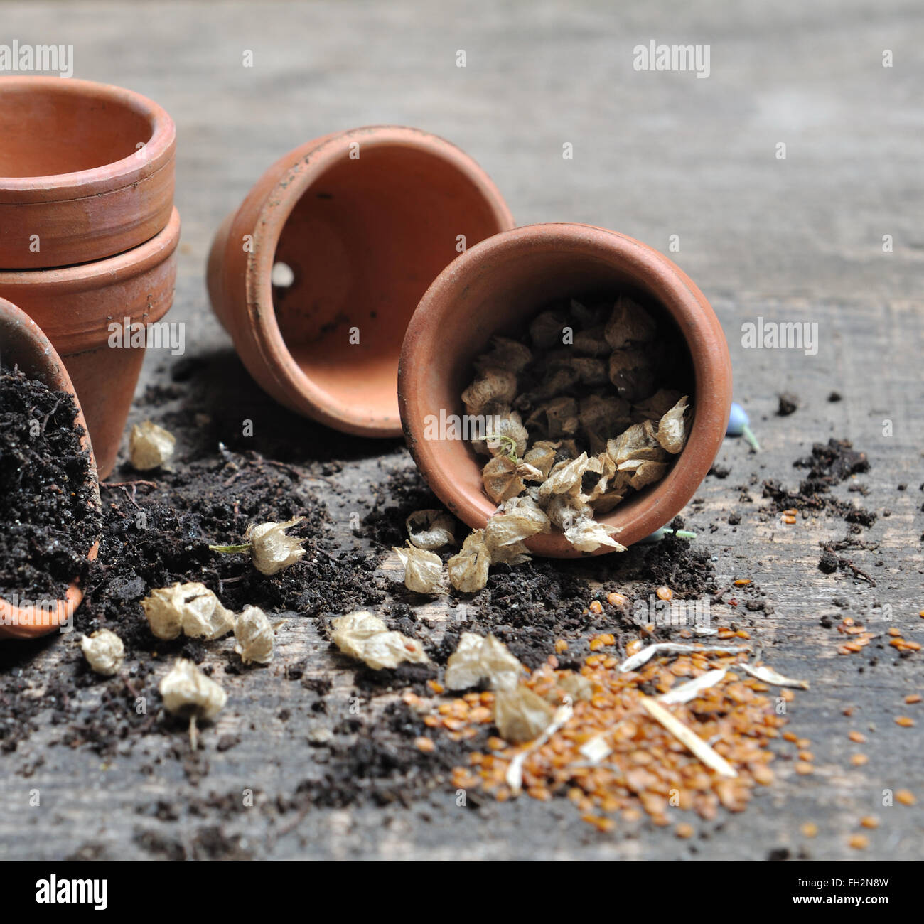 Botany seeds hi-res stock photography and images - Alamy