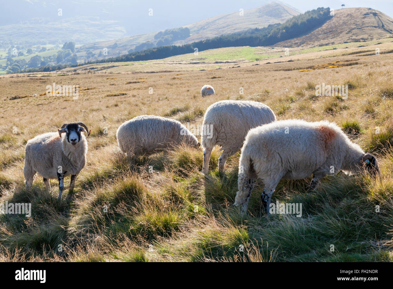 Sheep in a field on a hillside in the countryside during Autumn, Lose ...
