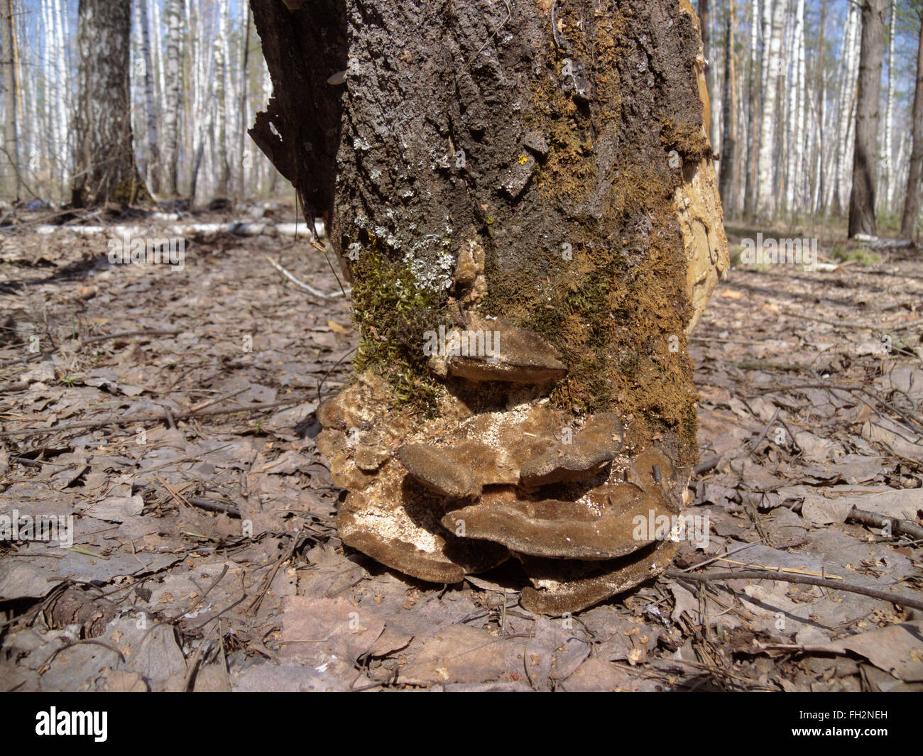 piece of bark, a tree stump. On a glade in the forest Stock Photo - Alamy