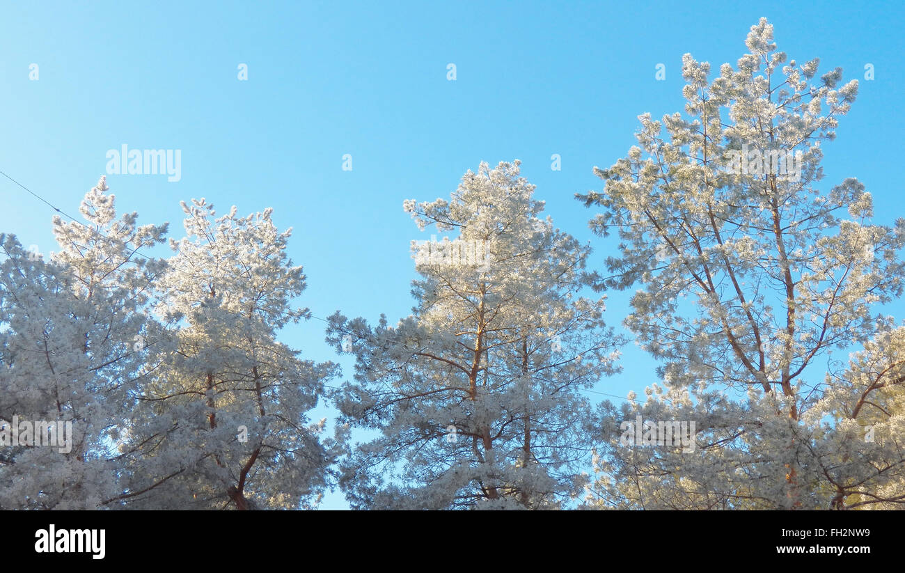 Crowns of pine trees in white frost under the bright winter sun Stock ...