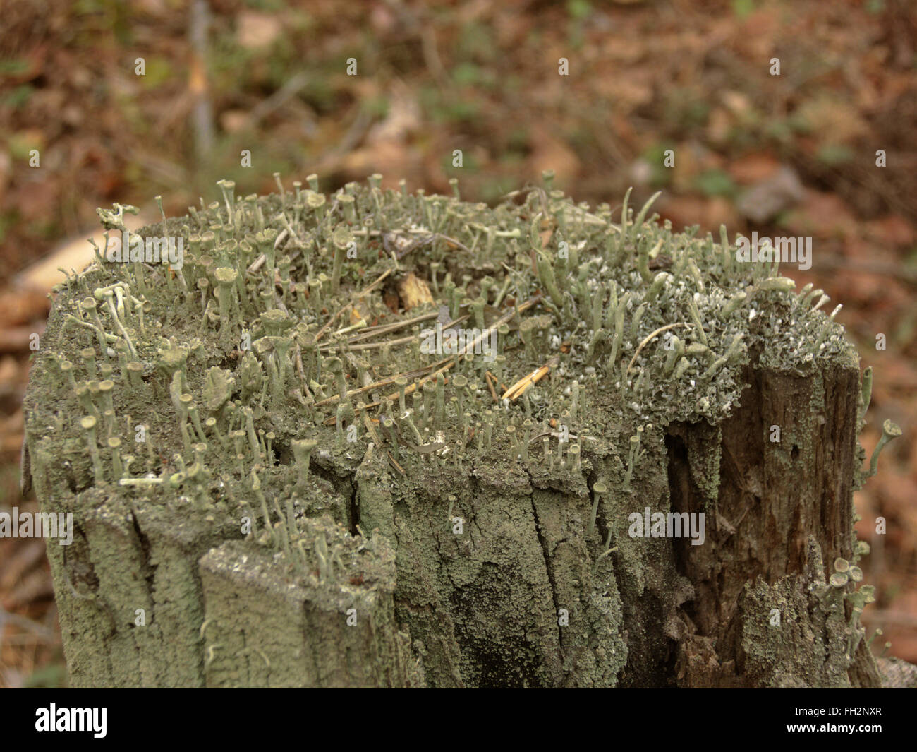 Cladonia sp. lichen on a stump Stock Photo - Alamy