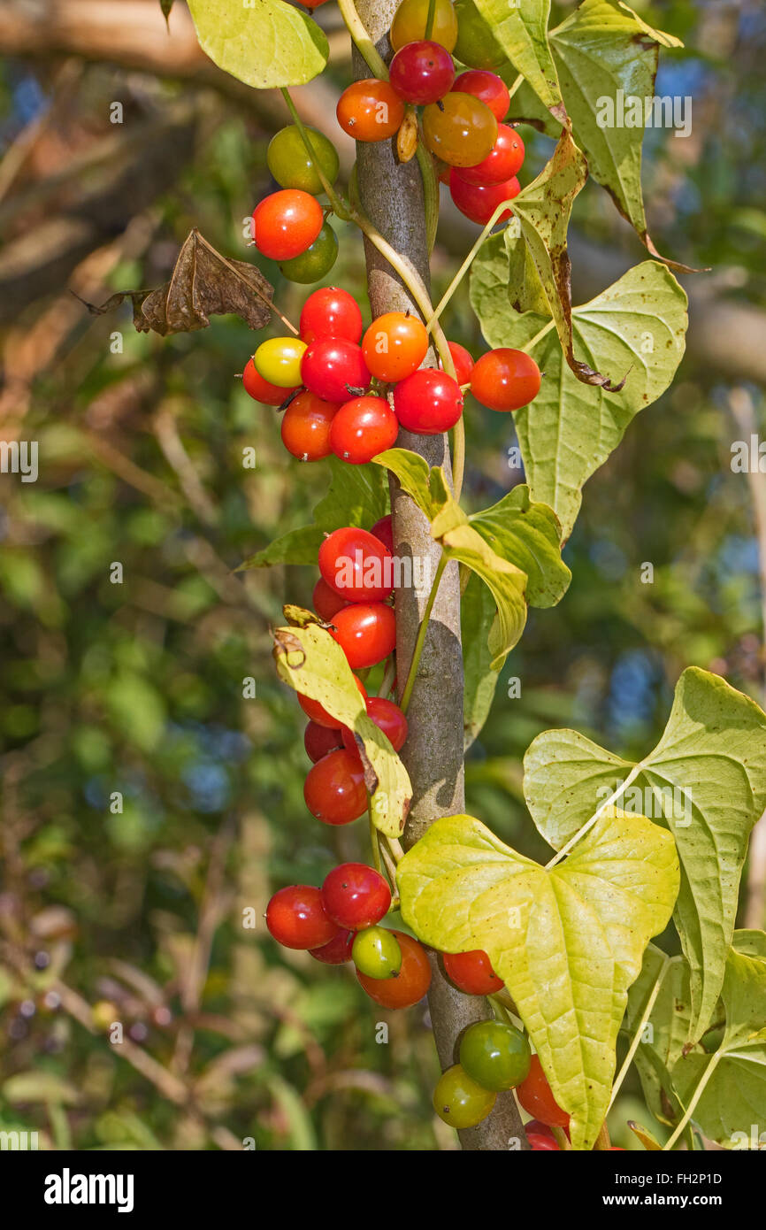 Black bryony tamus communis hi-res stock photography and images - Alamy