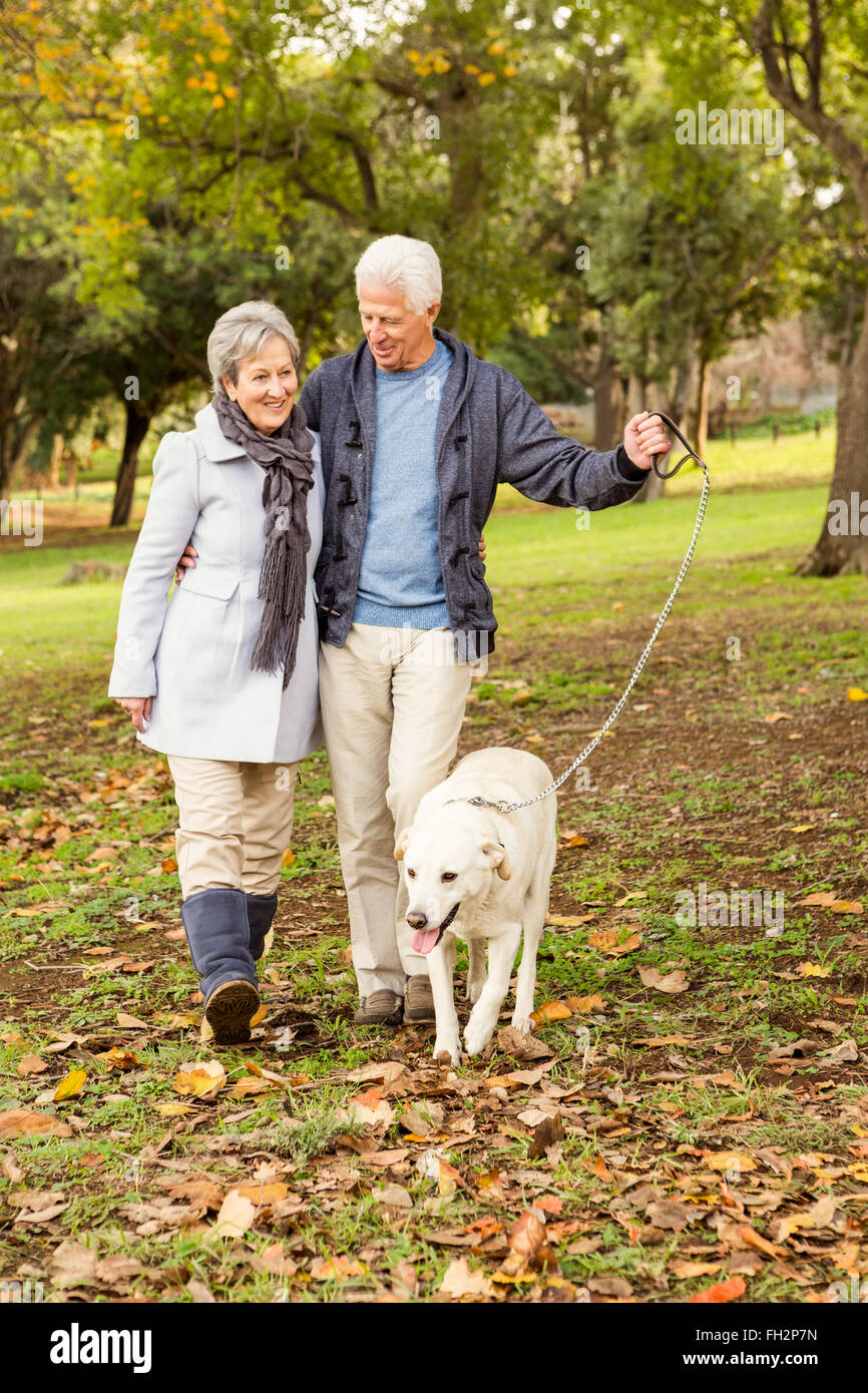 Man walking yellow labrador dog hi-res stock photography and images - Alamy