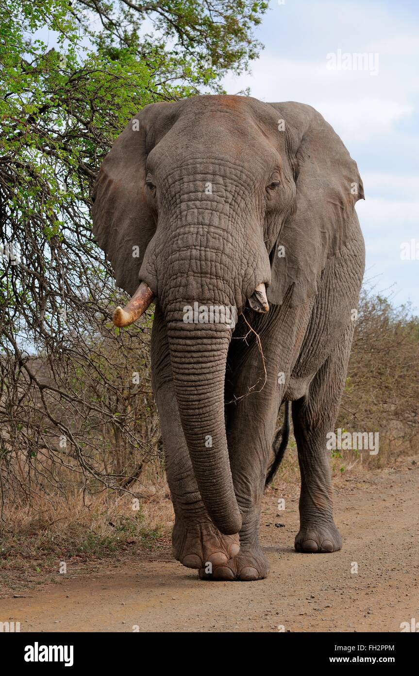 African bush elephant (Loxodonta africana), bull with a broken tusk ...