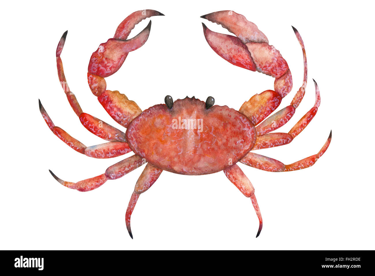 Crab painted with watercolors Stock Photo - Alamy