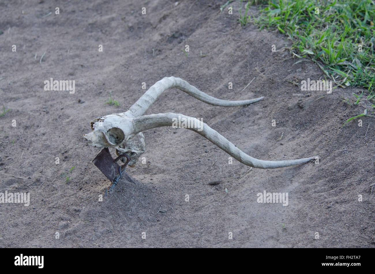 Skull on dirt hi-res stock photography and images - Alamy