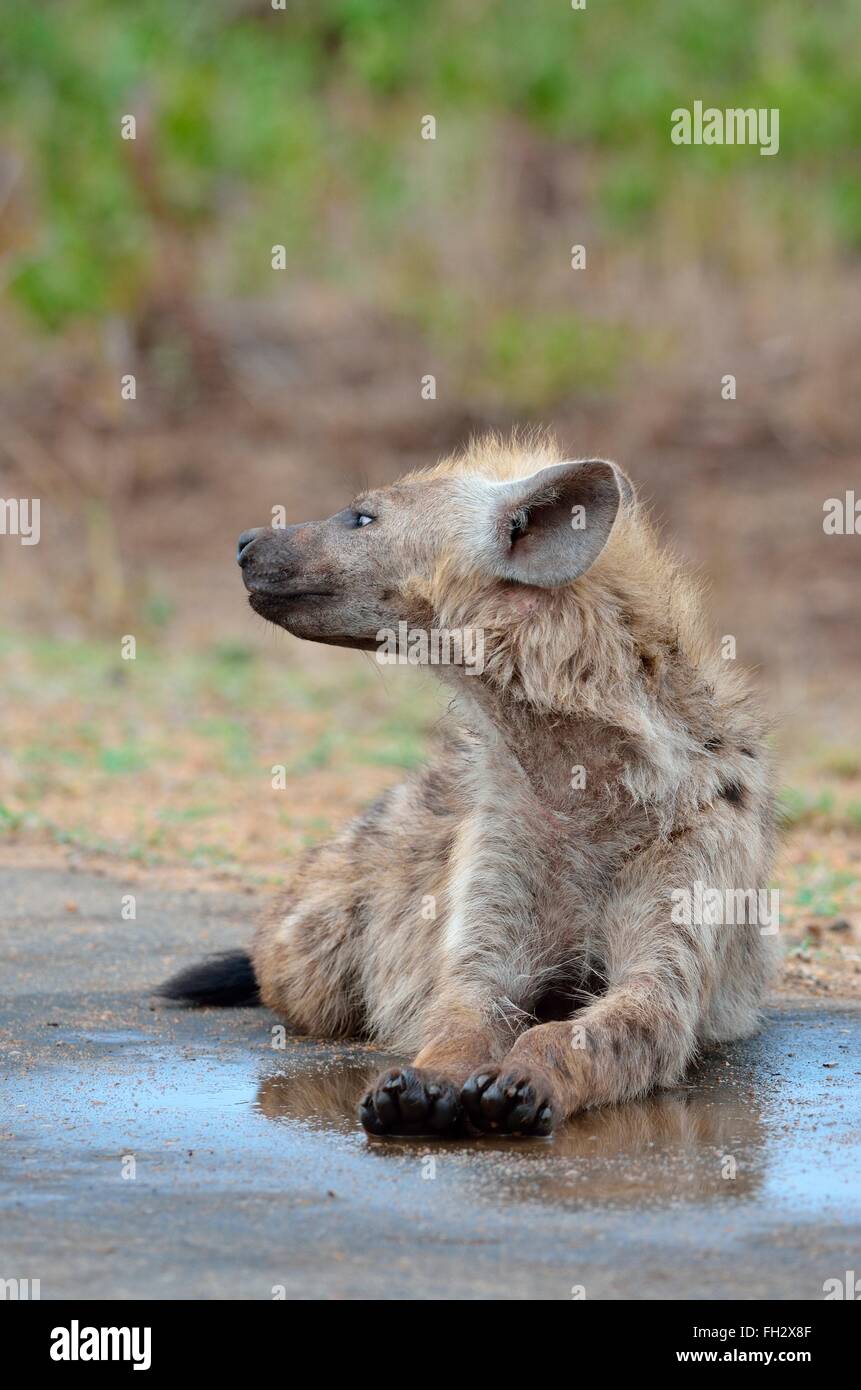 Spotted hyena (Crocuta crocuta), young male lying, head up, in puddle ...