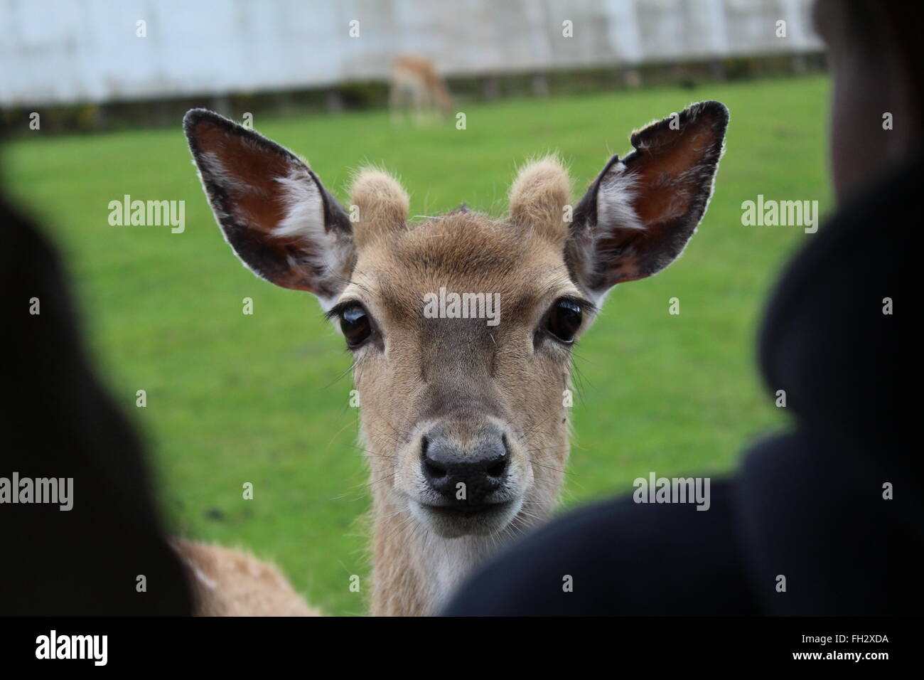 Muntjac Female And Male High Resolution Stock Photography and Images ...
