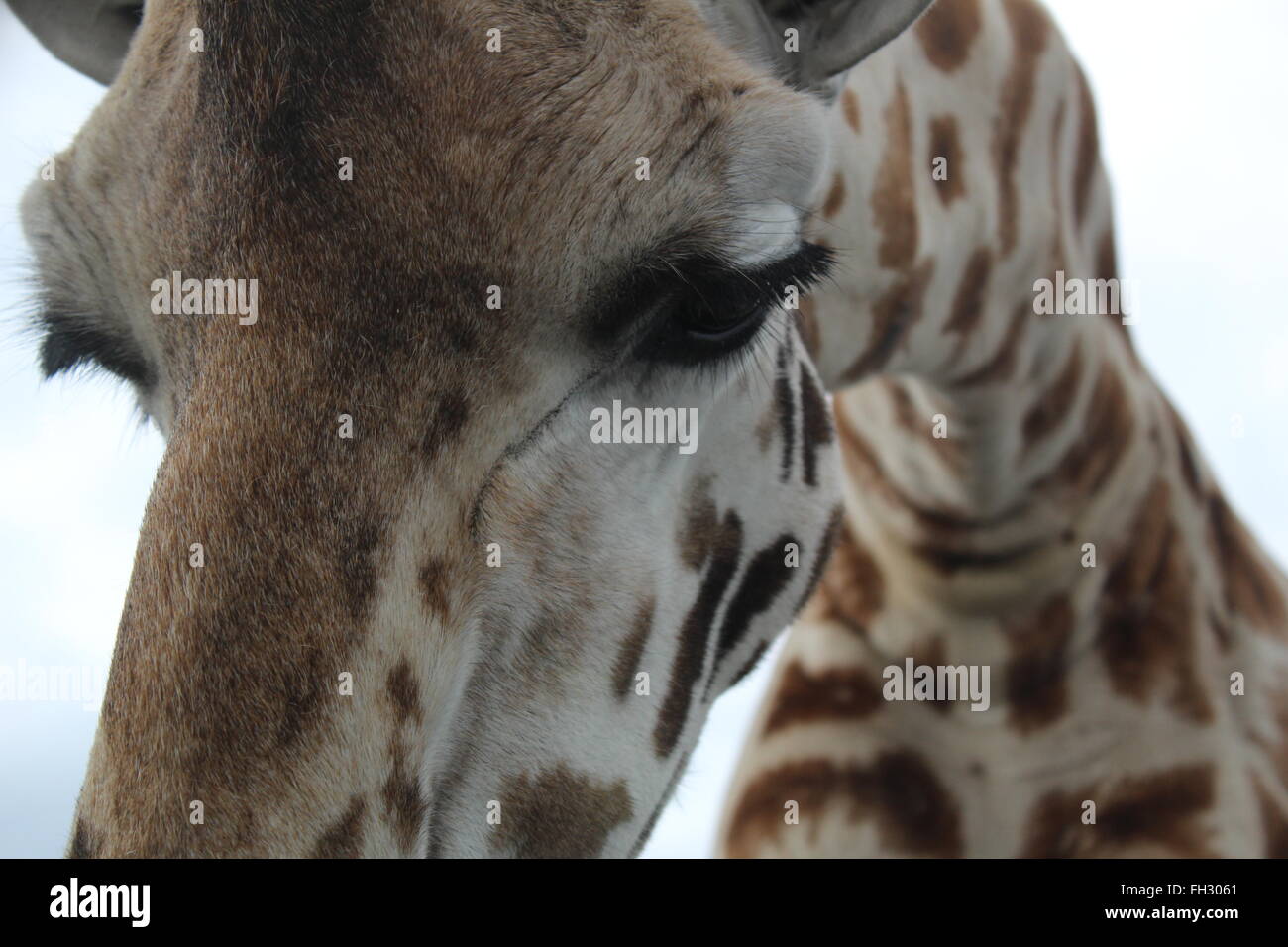 Giraffe eyelashes hi-res stock photography and images - Alamy