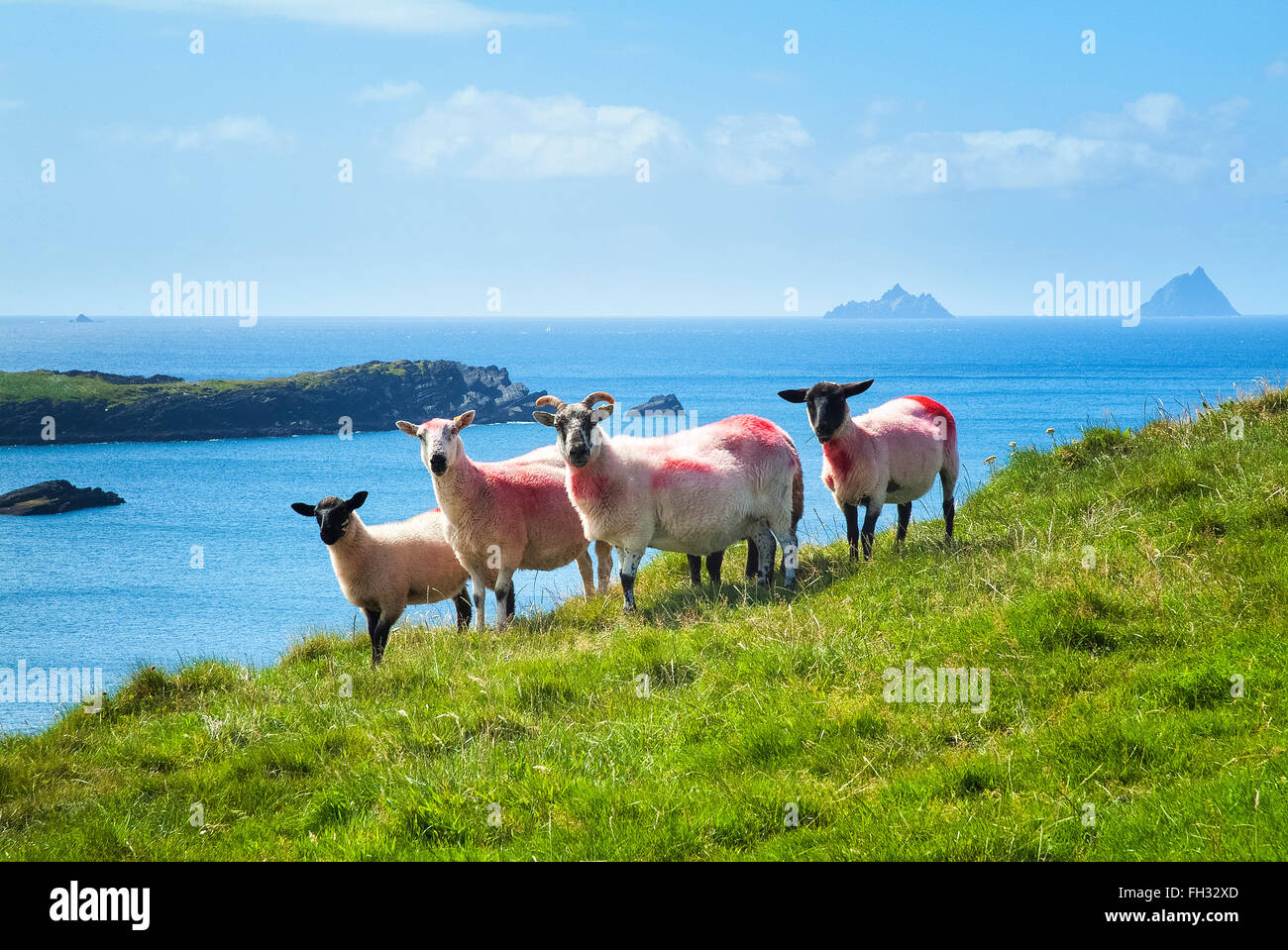 Sheep at Valencia Island, County Kerry ,Ireland Stock Photo - Alamy