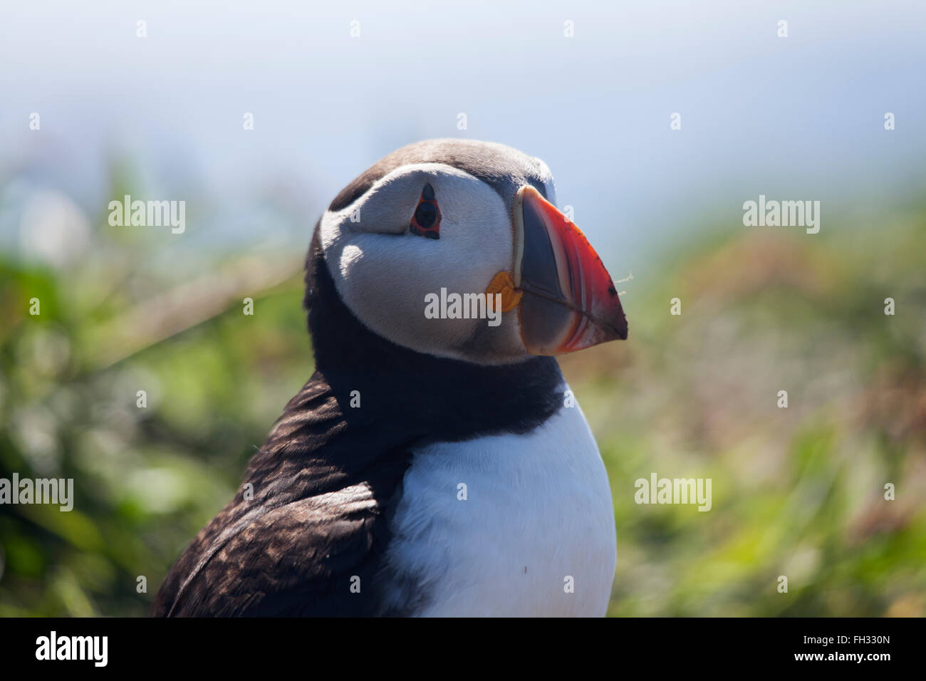 Face of a puffin Stock Photo - Alamy