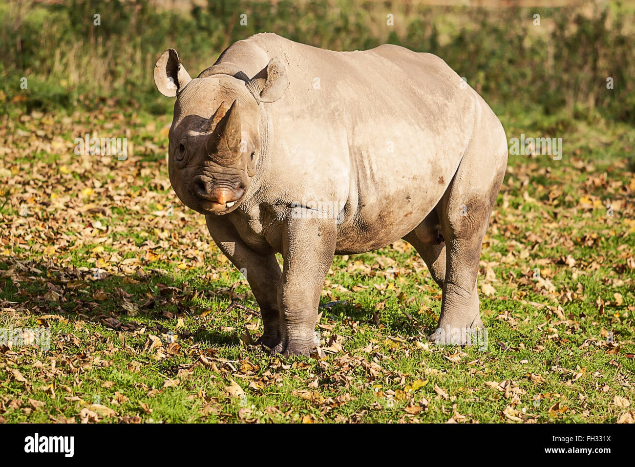 photo of a black rhino standing in the sunshine Stock Photo - Alamy