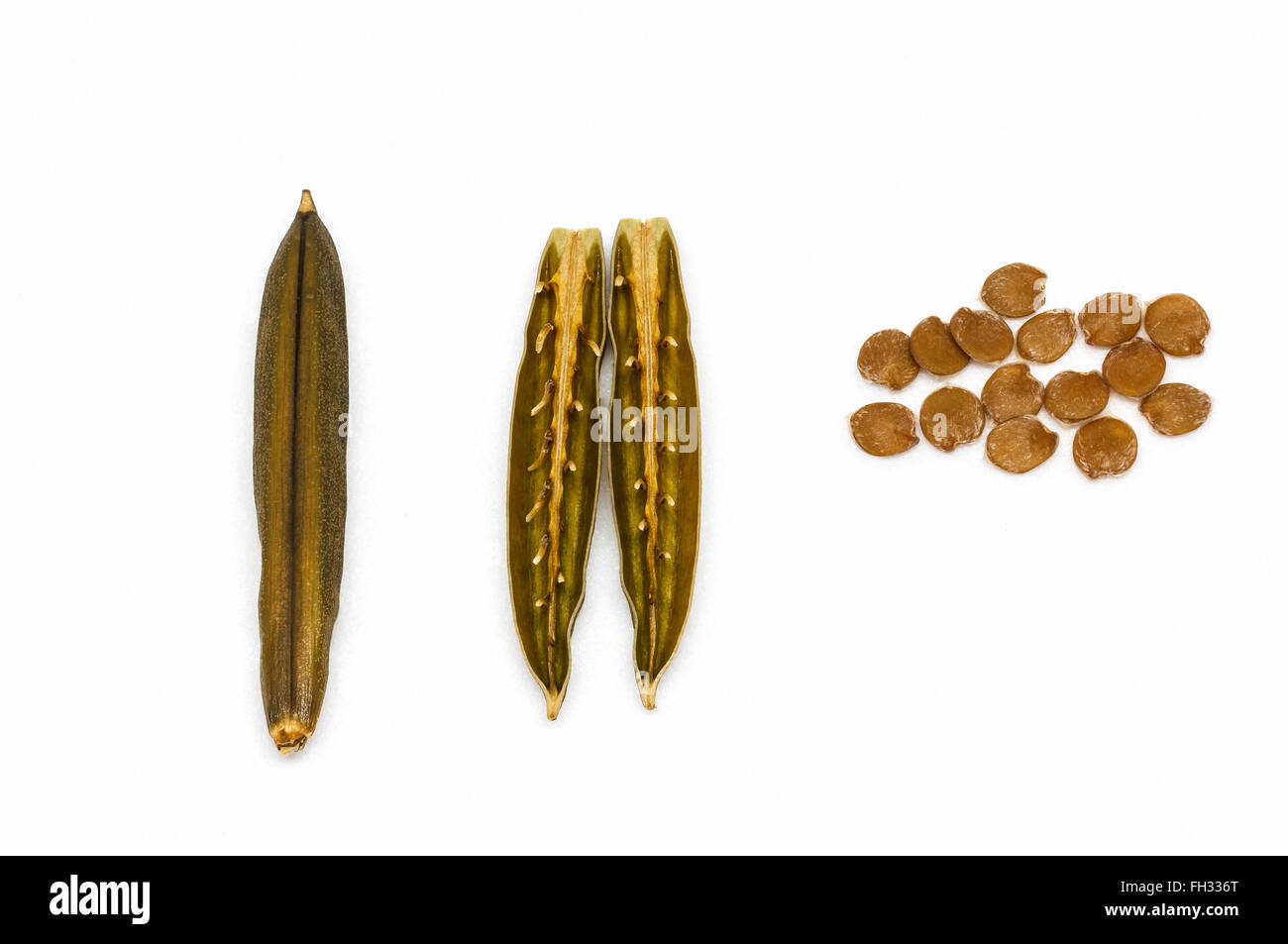 Isolated seed and pod of minnieroot (ruellia tuberosa) on white ...