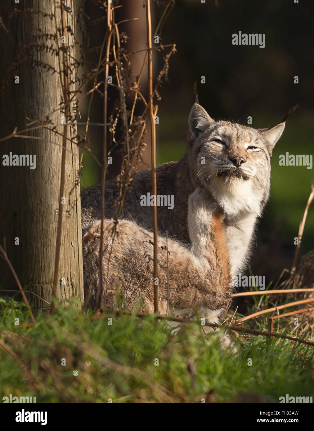 Lynx cat hi-res stock photography and images - Alamy