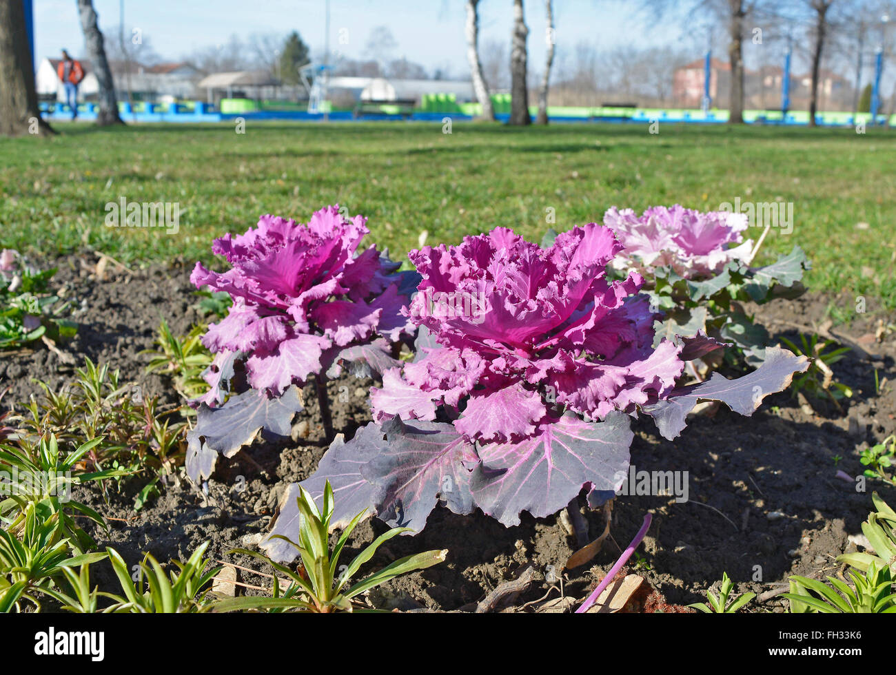Ornamental cabbage winter hi-res stock photography and images - Alamy