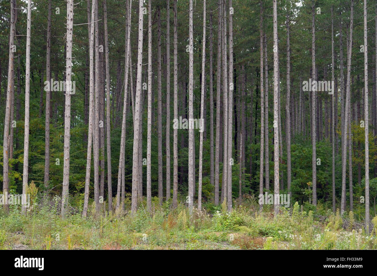 Thick pine trees hi-res stock photography and images - Alamy