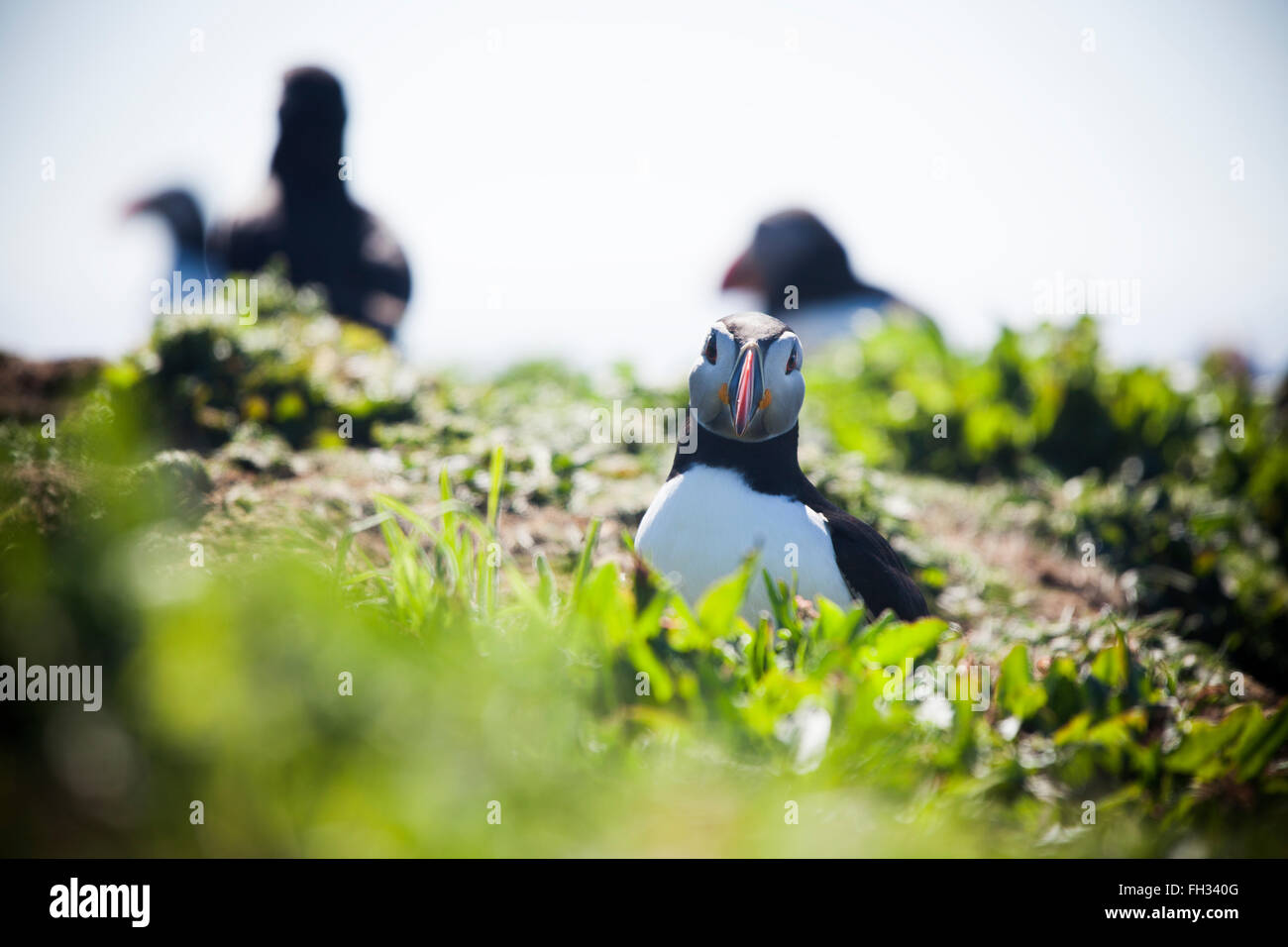 Puffin sitting in grass facing forward, flock of puffin in the ...