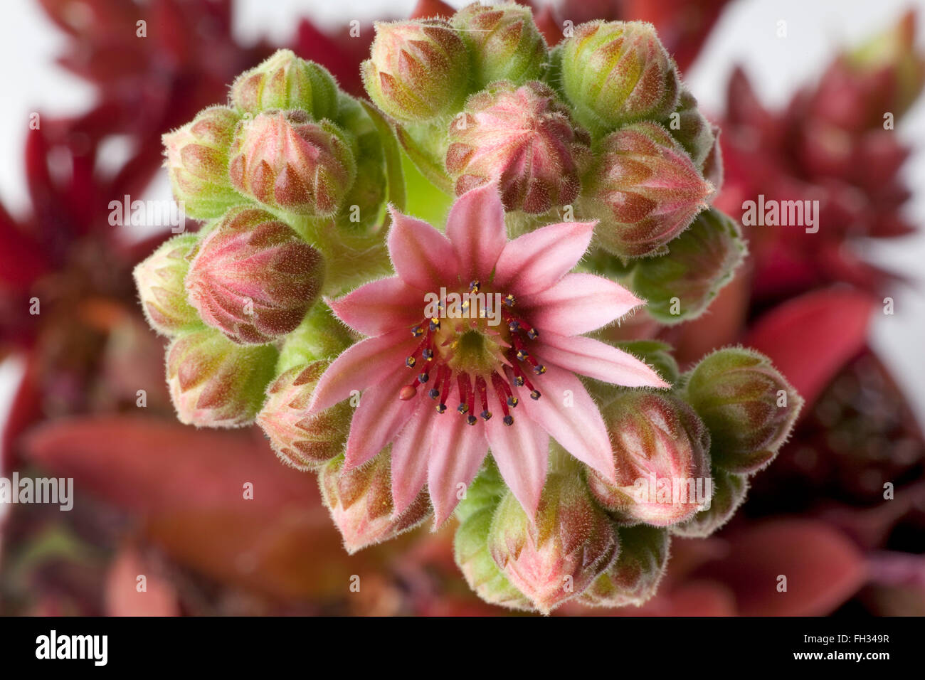Houseleek flower hi-res stock photography and images - Alamy