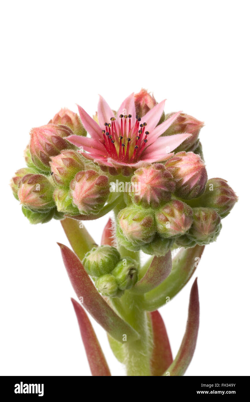 Houseleek flower hi-res stock photography and images - Alamy