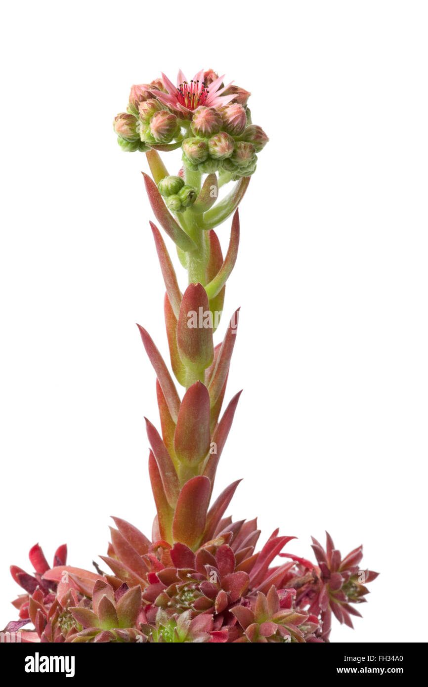 Houseleek flower hi-res stock photography and images - Alamy
