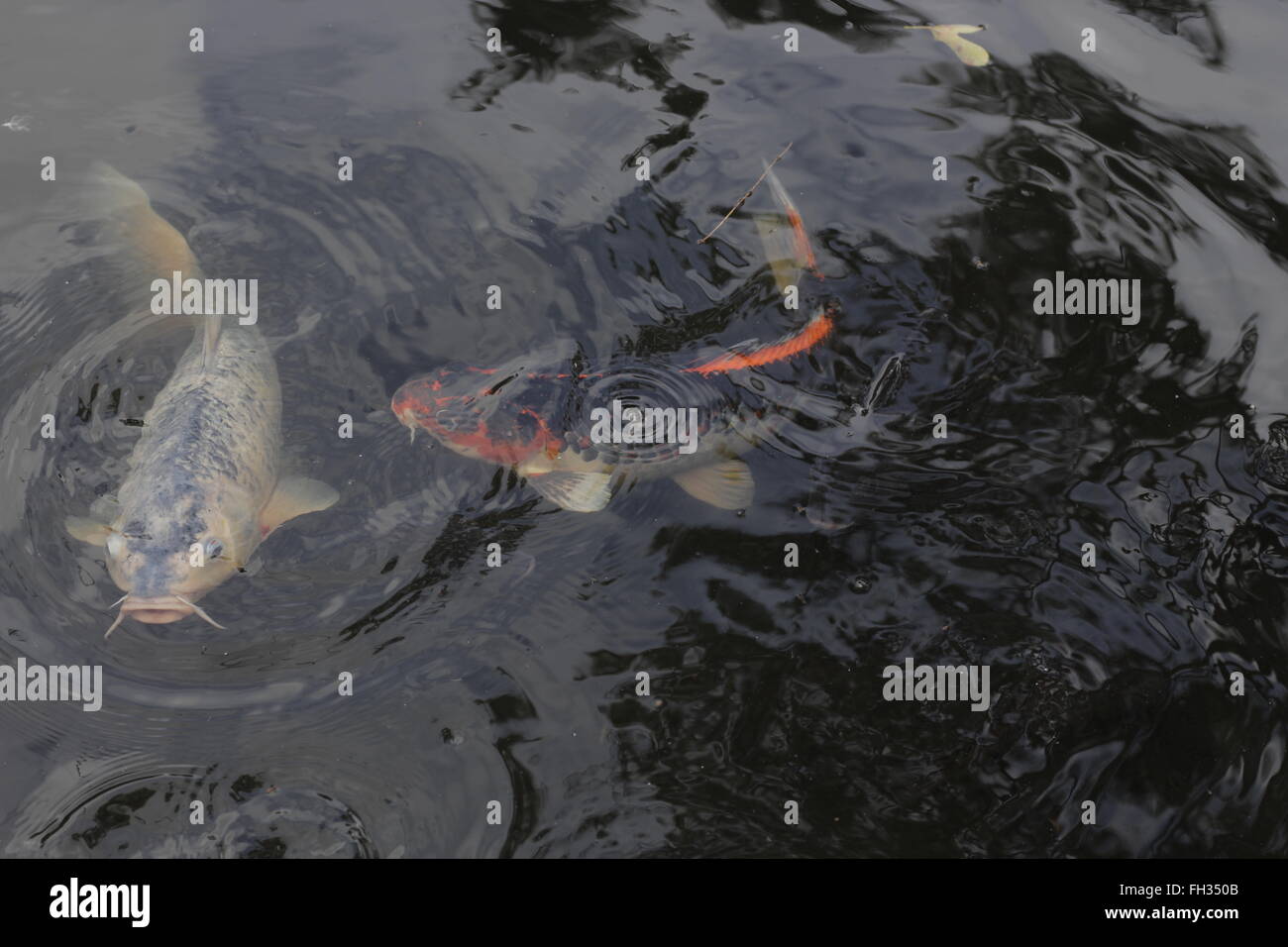 Exotic Peacock Bass Fish Stock Photo - Alamy