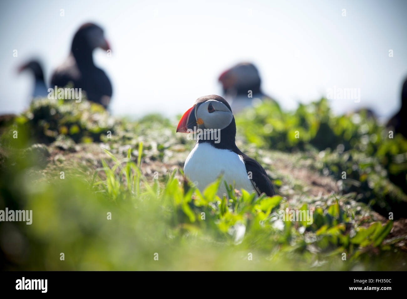 Puffin sitting in grass, 2 puffins in the background Stock Photo - Alamy