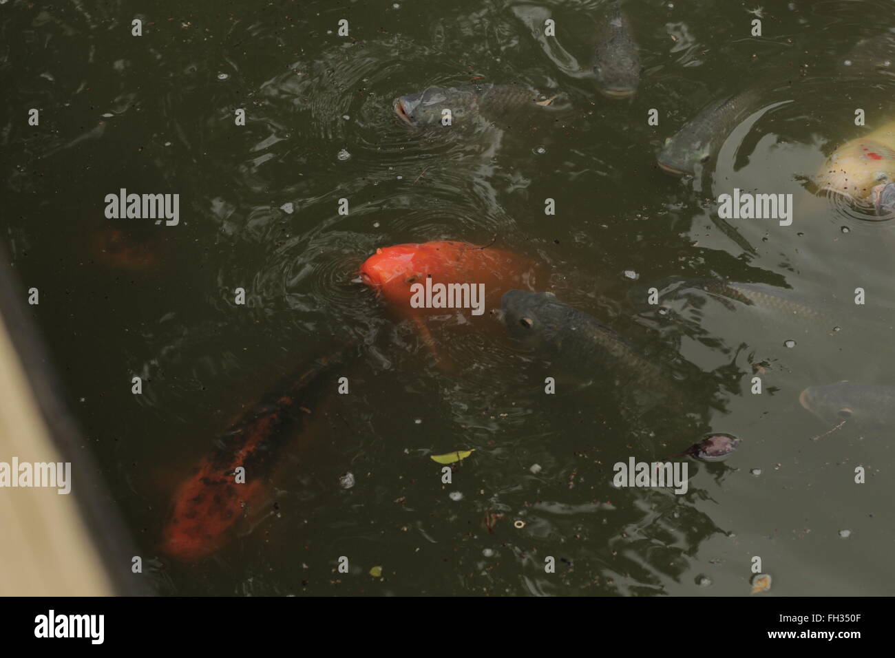 Exotic Peacock Bass Fish Stock Photo - Alamy