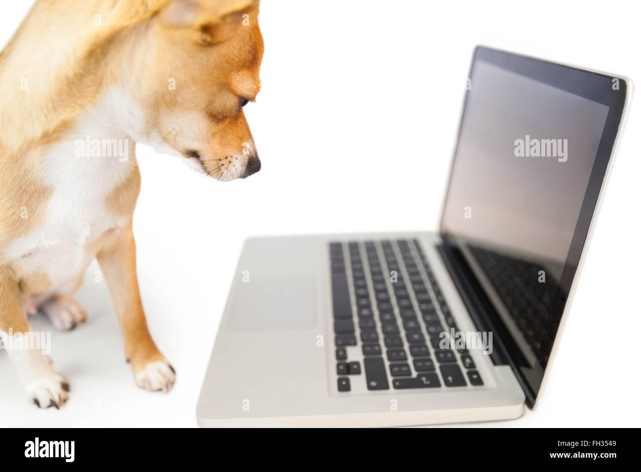 Cute dog using laptop Stock Photo - Alamy