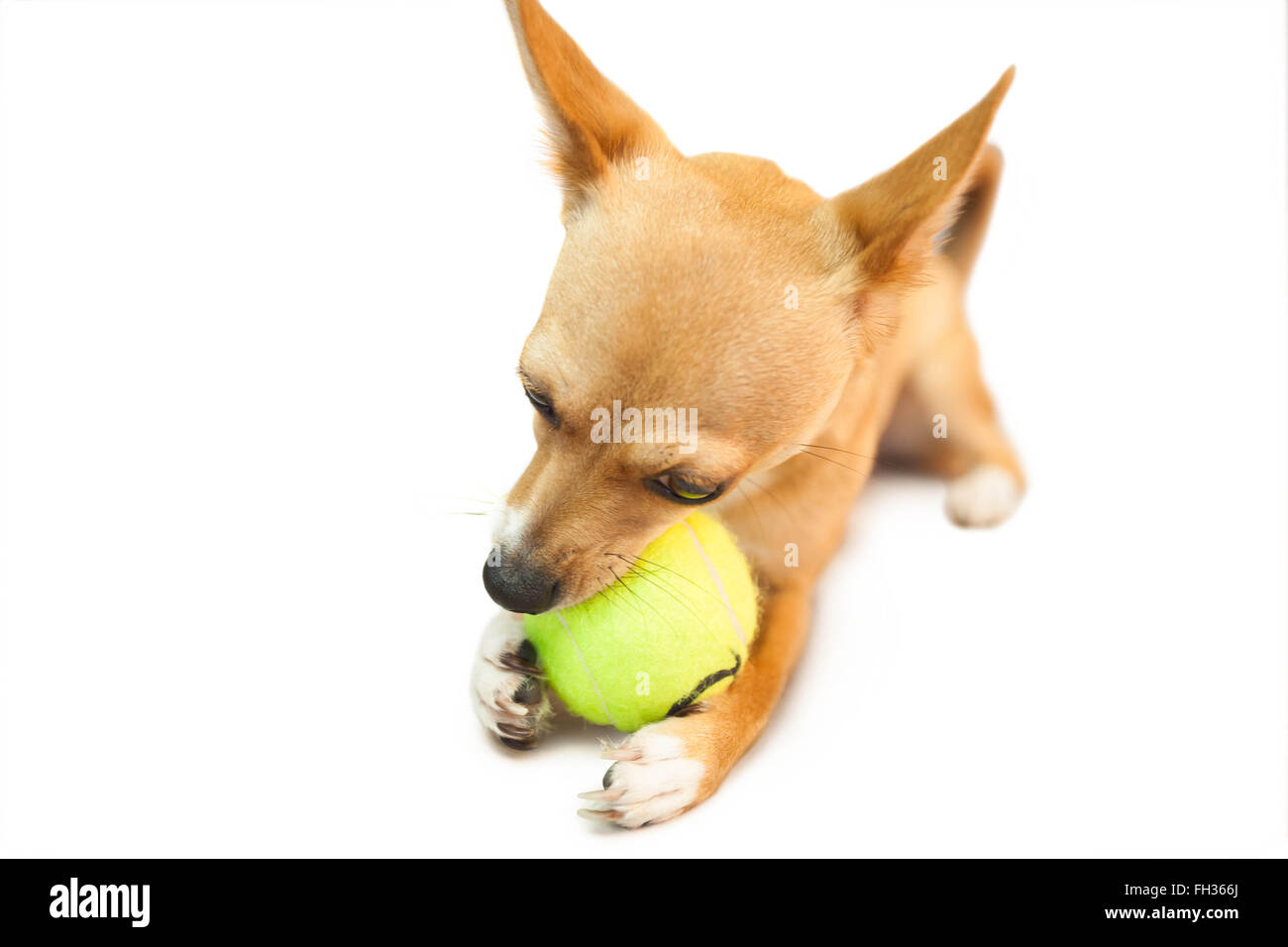 Cute little dog chewing on ball Stock Photo - Alamy