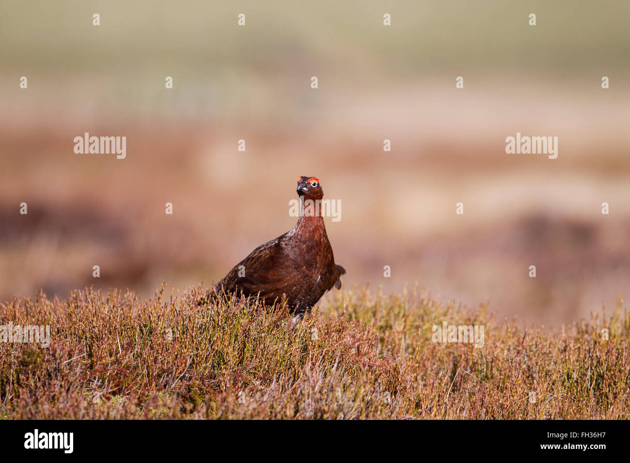 Scoticagame hi-res stock photography and images - Alamy