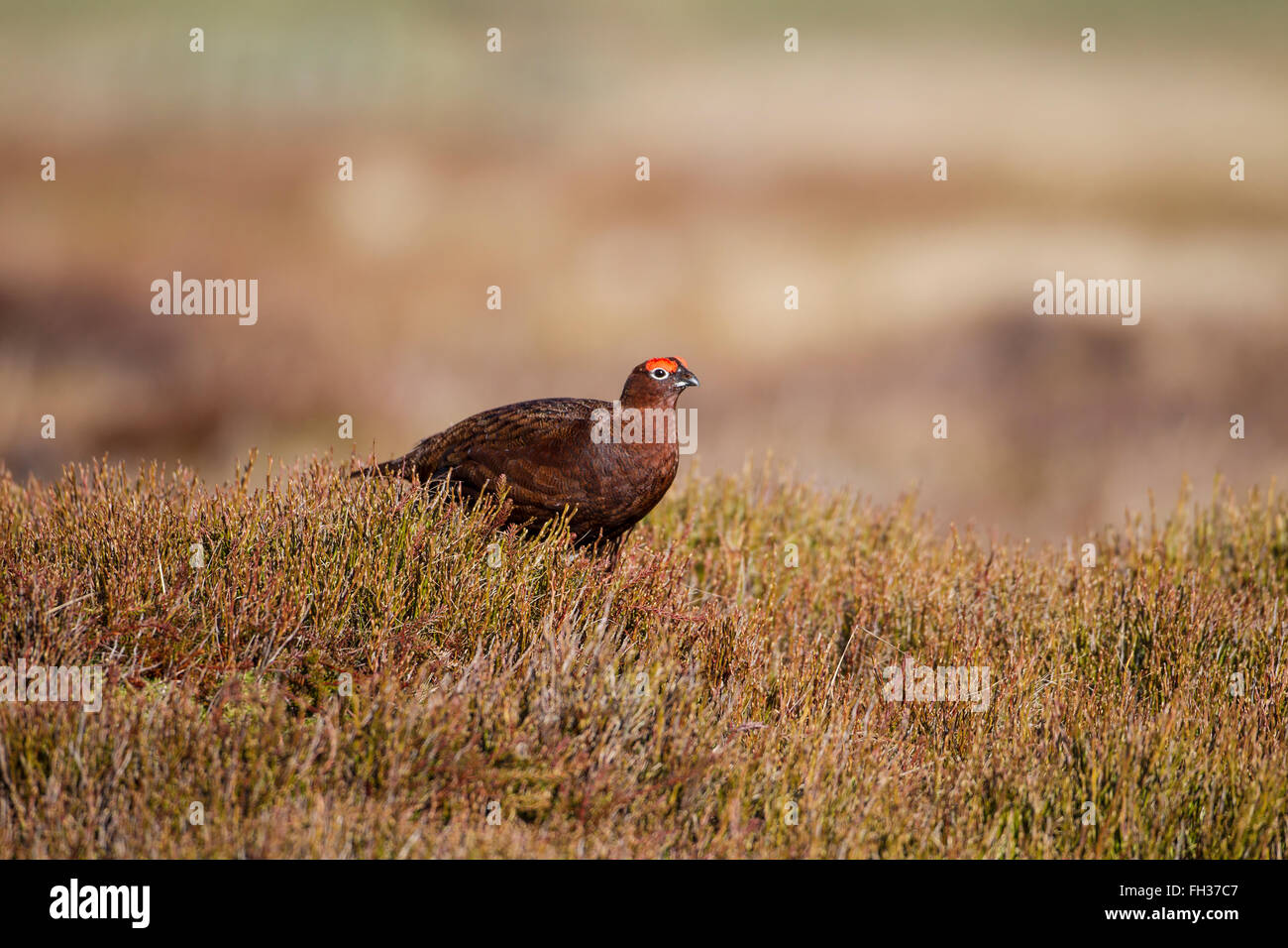 Scoticagame hi-res stock photography and images - Alamy