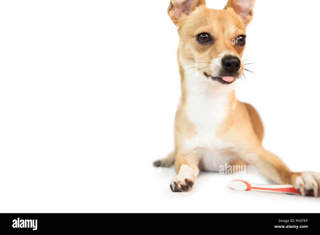 Cute dog chewing on toothbrush Stock Photo - Alamy