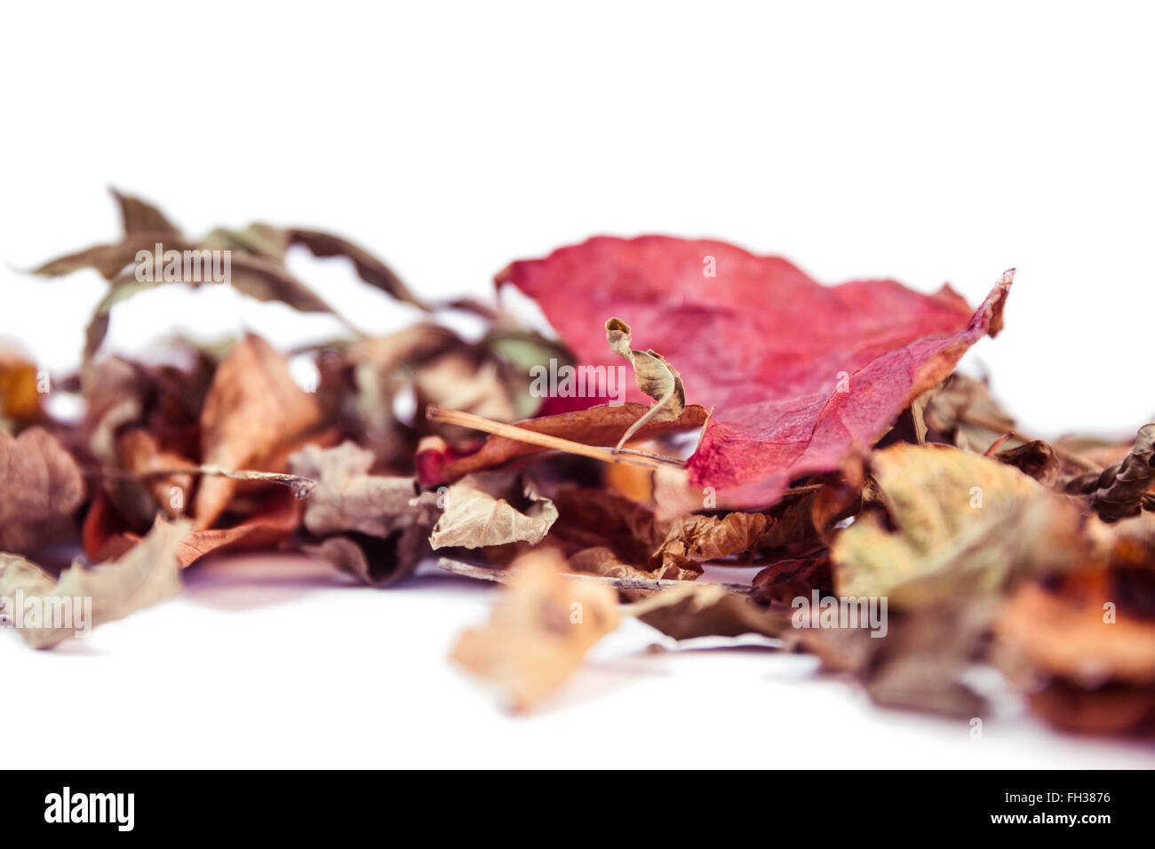 Autumn leaves with copy space Stock Photo - Alamy