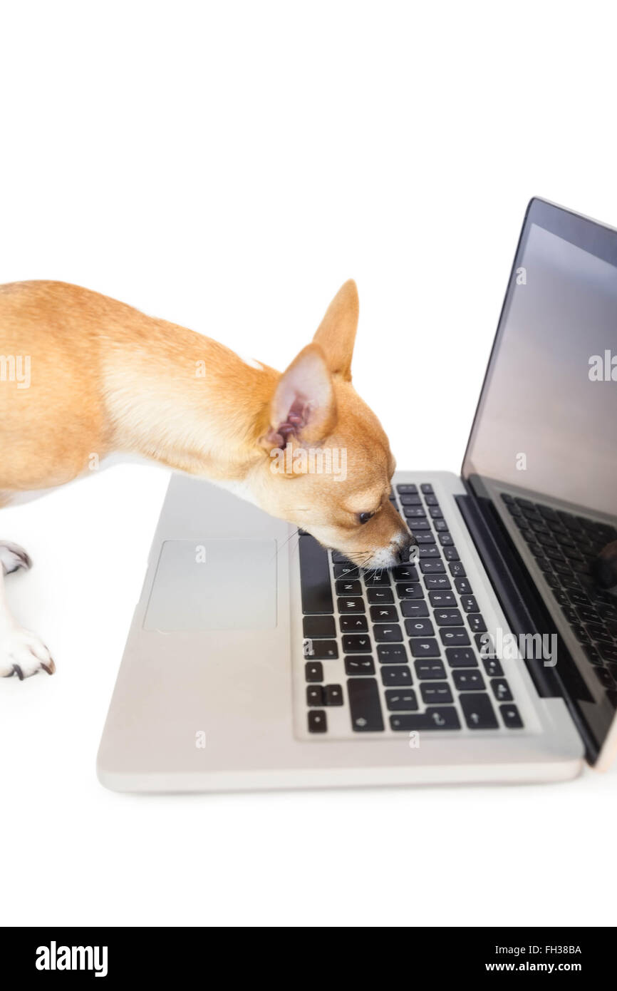 Cute dog using laptop Stock Photo - Alamy