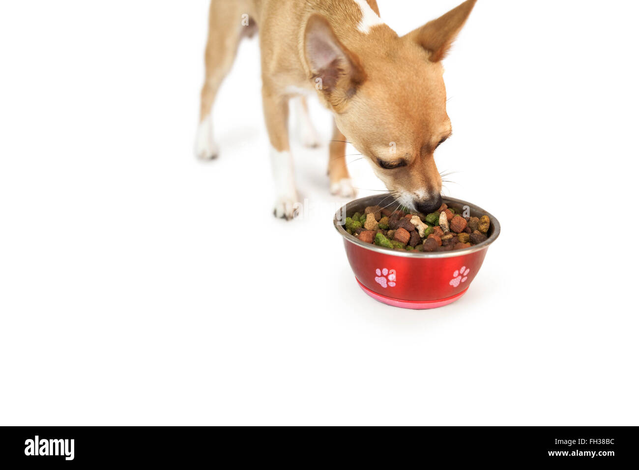 Cute dog eating from bowl Stock Photo - Alamy