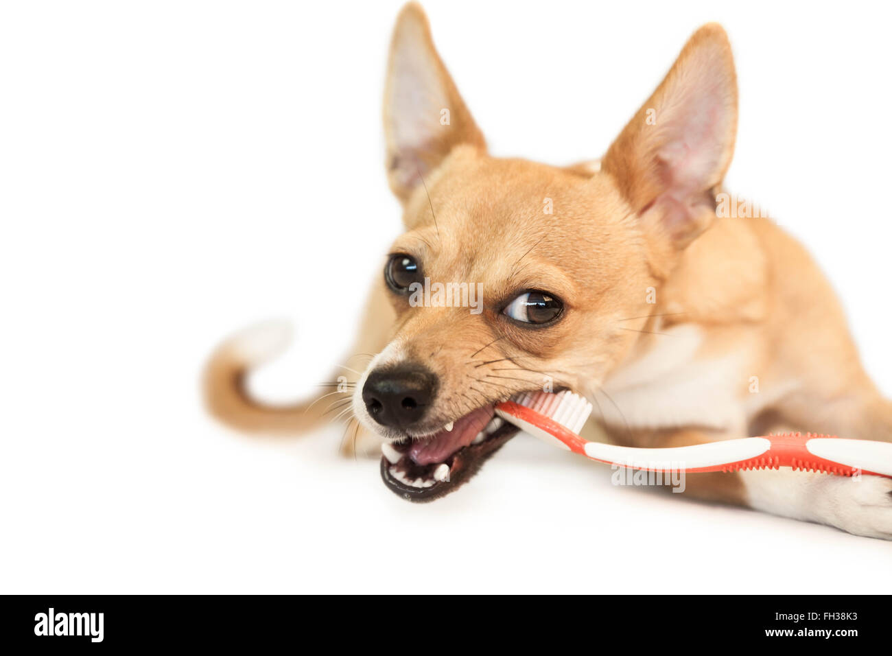 Cute dog chewing on toothbrush Stock Photo - Alamy