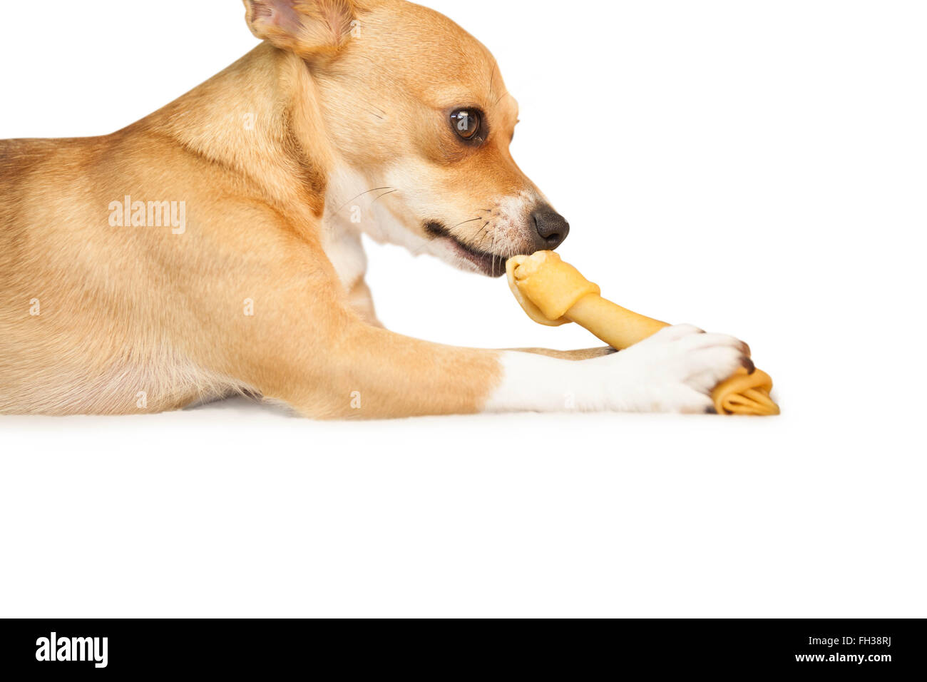 Cute dog chewing bone toy Stock Photo - Alamy