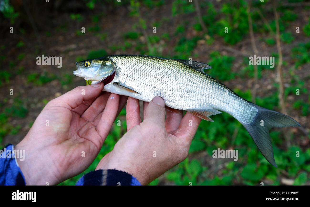 Asp (Aspius aspius) Fish in hand fisherman closeup Stock Photo - Alamy