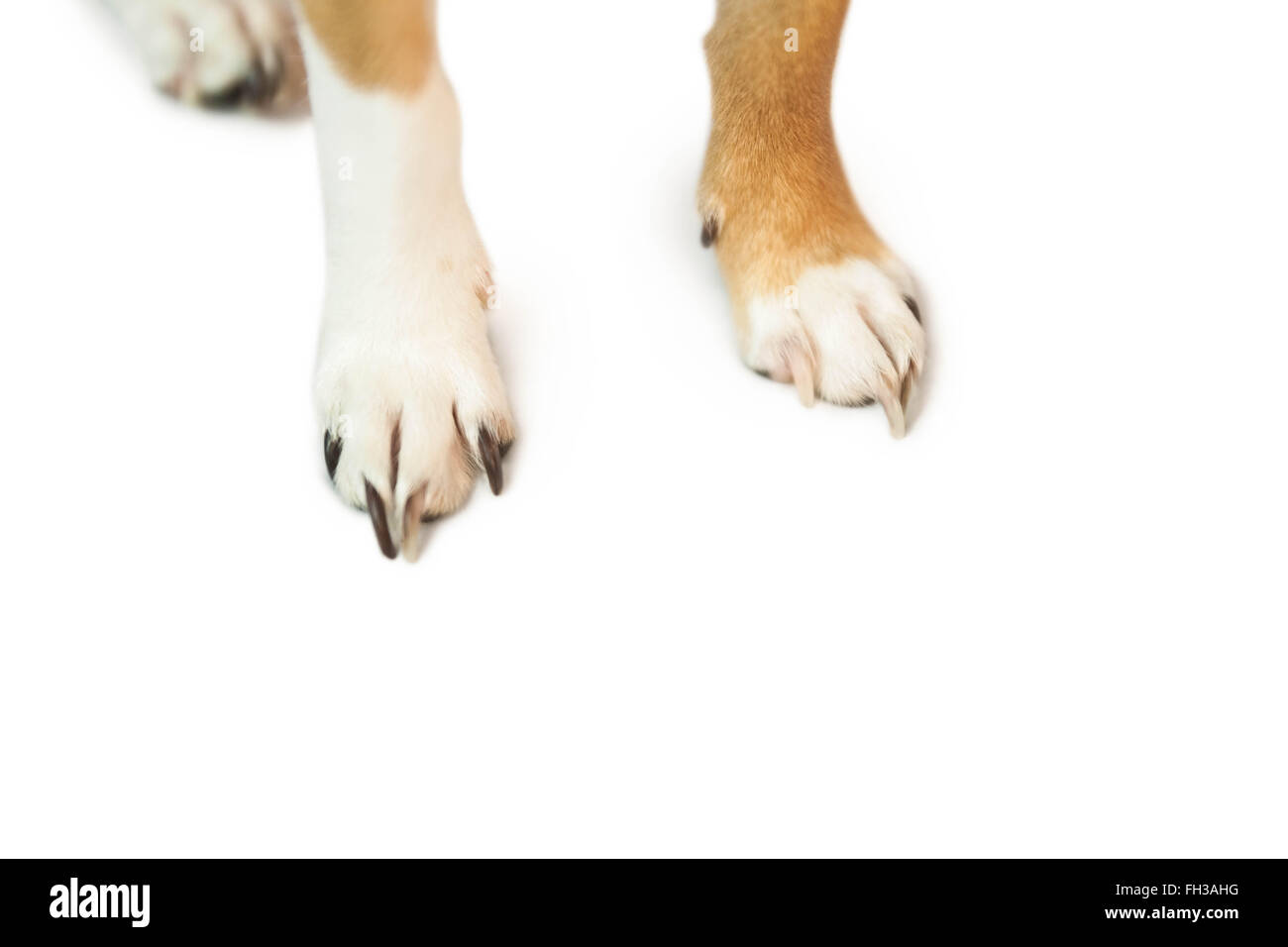 Cute dogs paws Stock Photo - Alamy