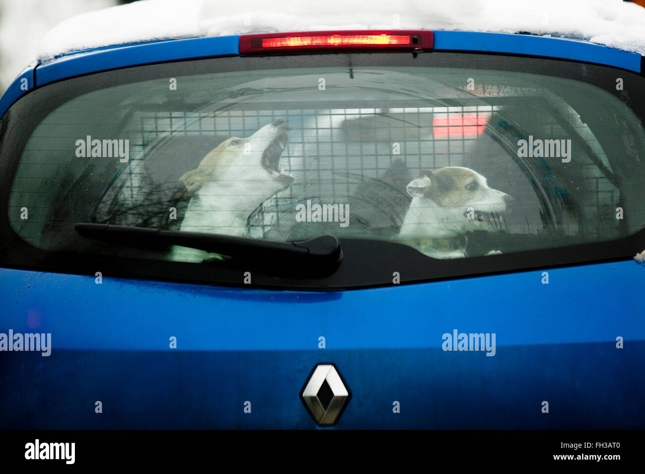 Two dogs barking in the back of a snow covered car as they are ...