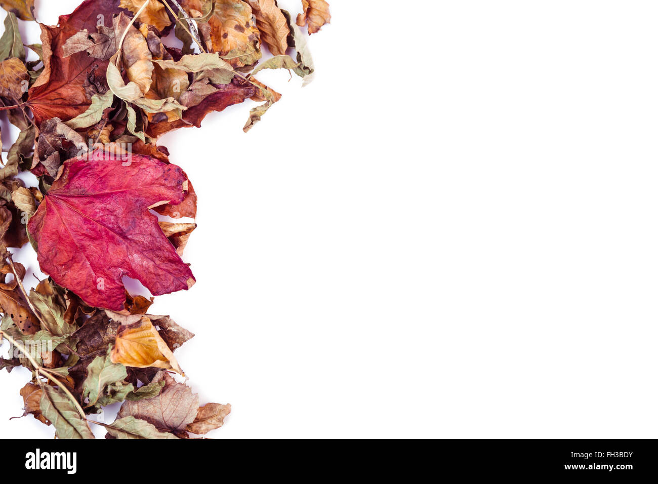 Autumn leaves with copy space Stock Photo - Alamy