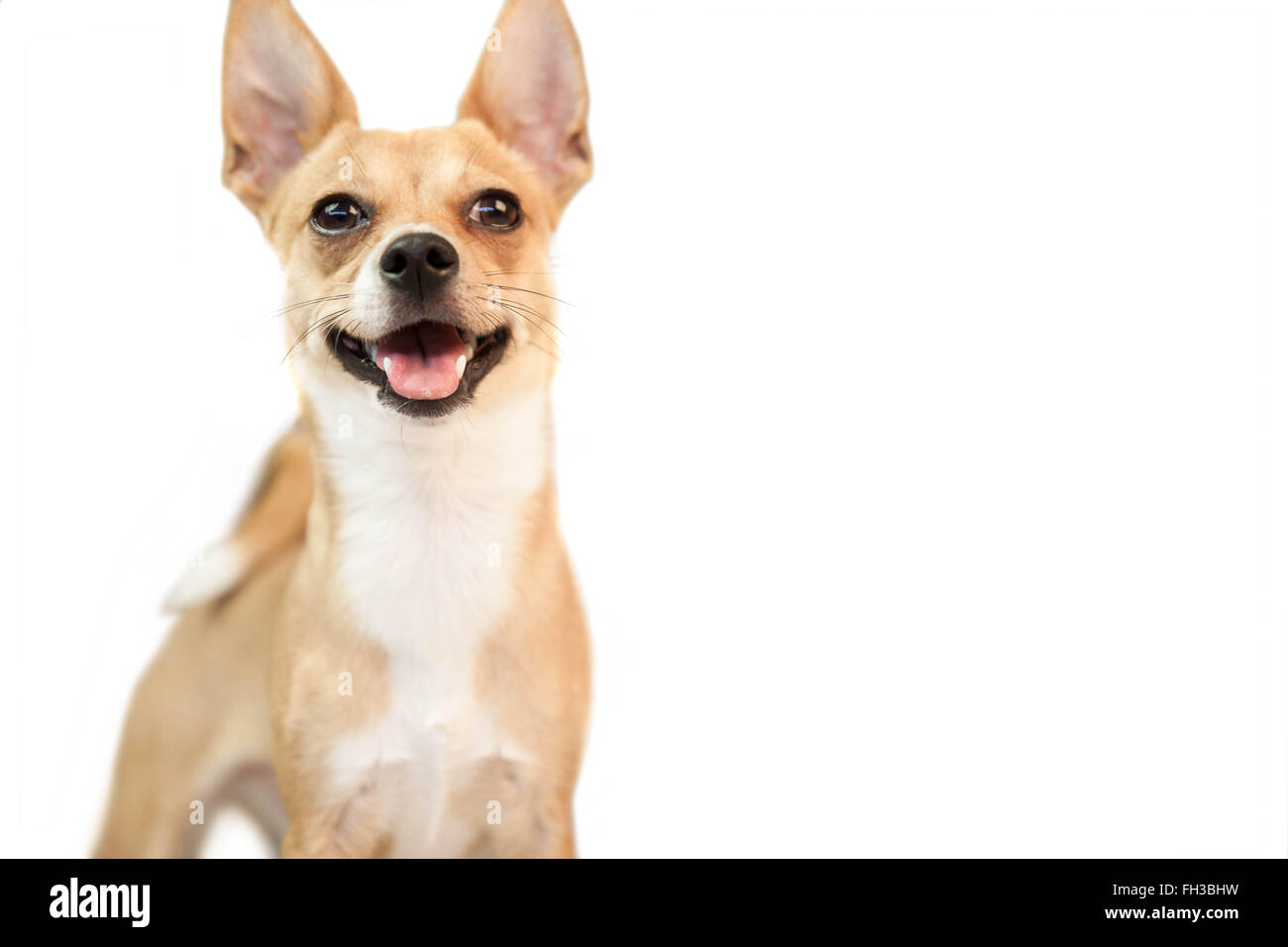 Cute dog looking at camera Stock Photo - Alamy