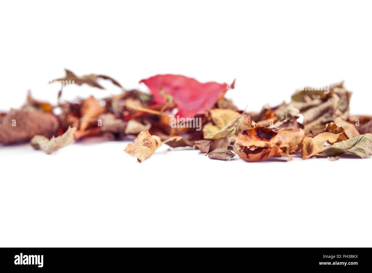 Autumn leaves with copy space Stock Photo - Alamy