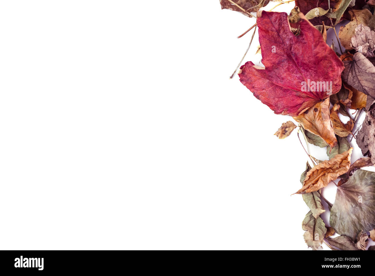 Autumn leaves with copy space Stock Photo - Alamy