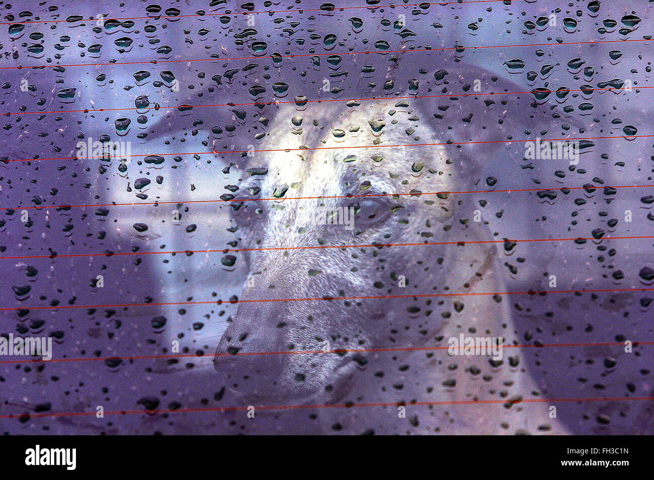 Dog in a car behind the glass car window, sad face Stock Photo - Alamy