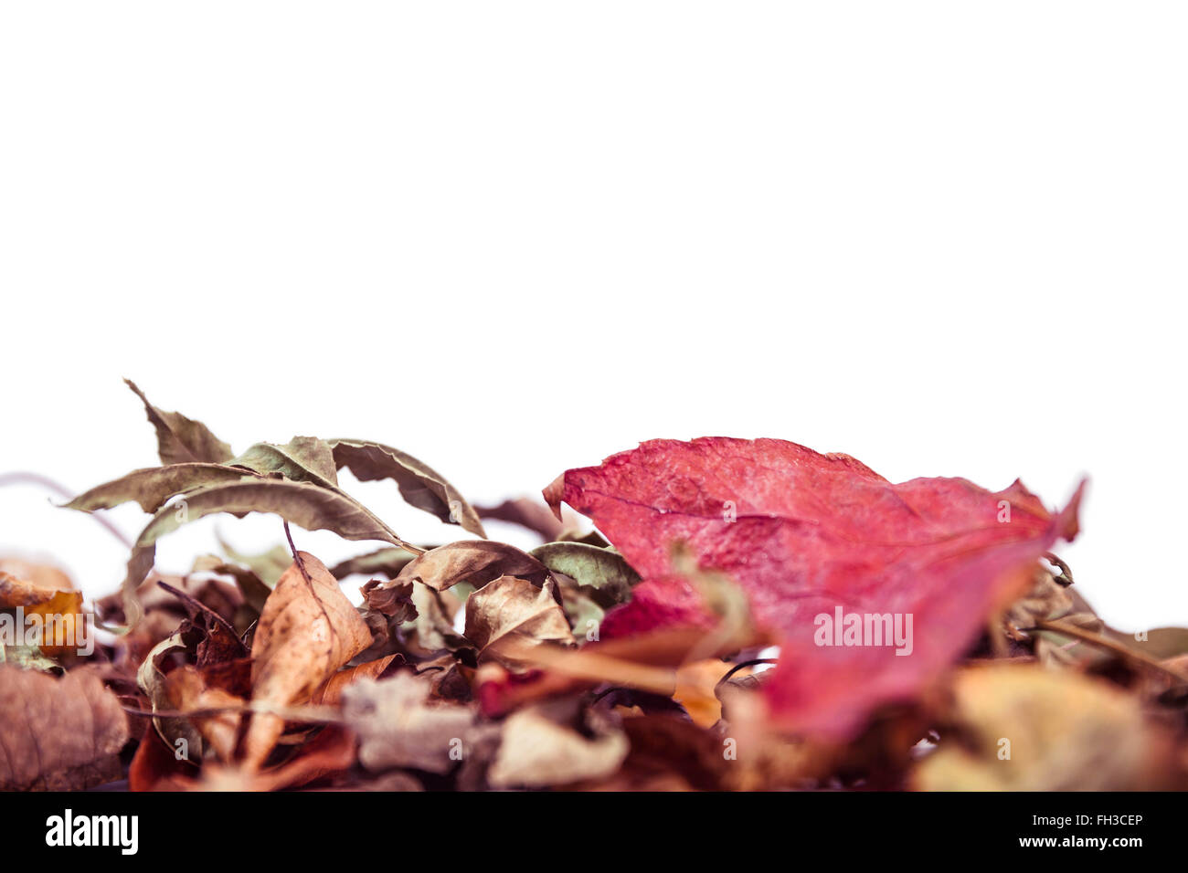 Autumn leaves with copy space Stock Photo - Alamy